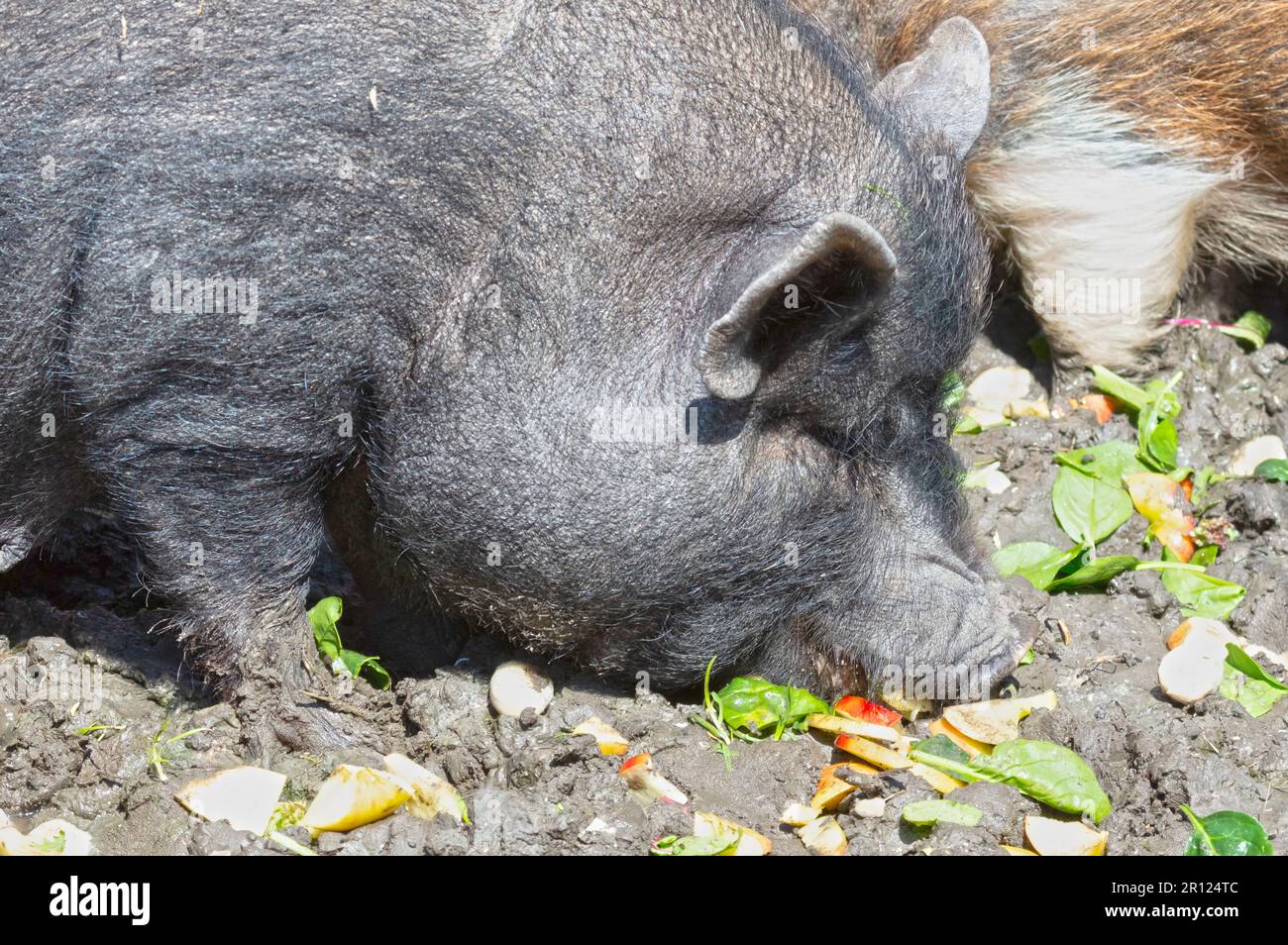 Black pig eating vegetables in the mud, selective focus Stock Photo - Alamy