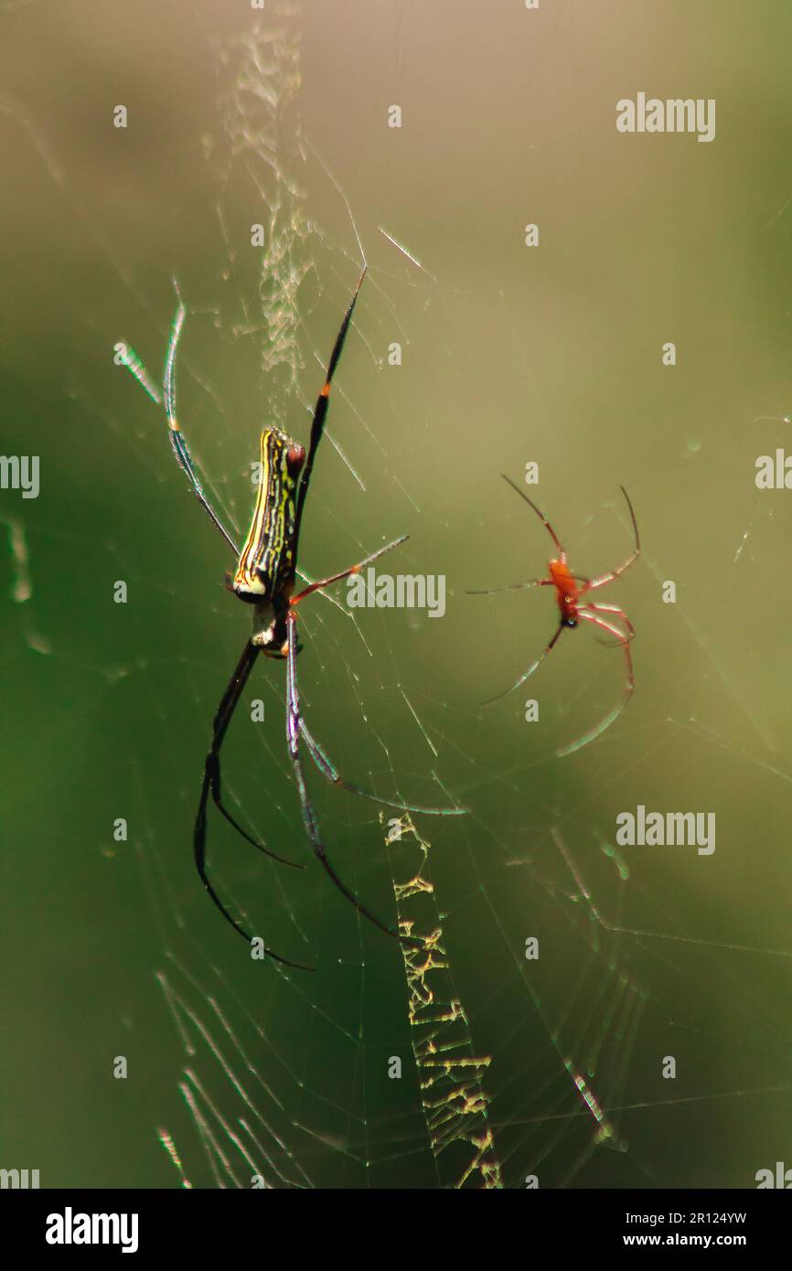 Nephila maculata spiders lie on the leaves to trap prey. (Golden Orb ...