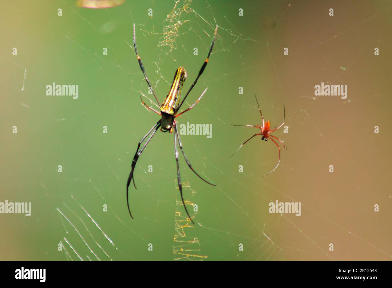 Nephila maculata spiders lie on the leaves to trap prey. (Golden Orb ...