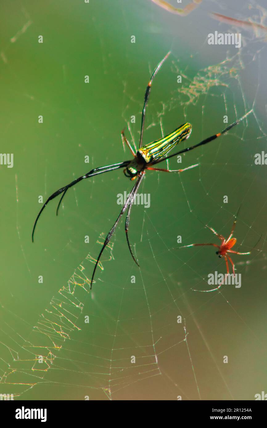 Nephila maculata spiders lie on the leaves to trap prey. (Golden Orb ...