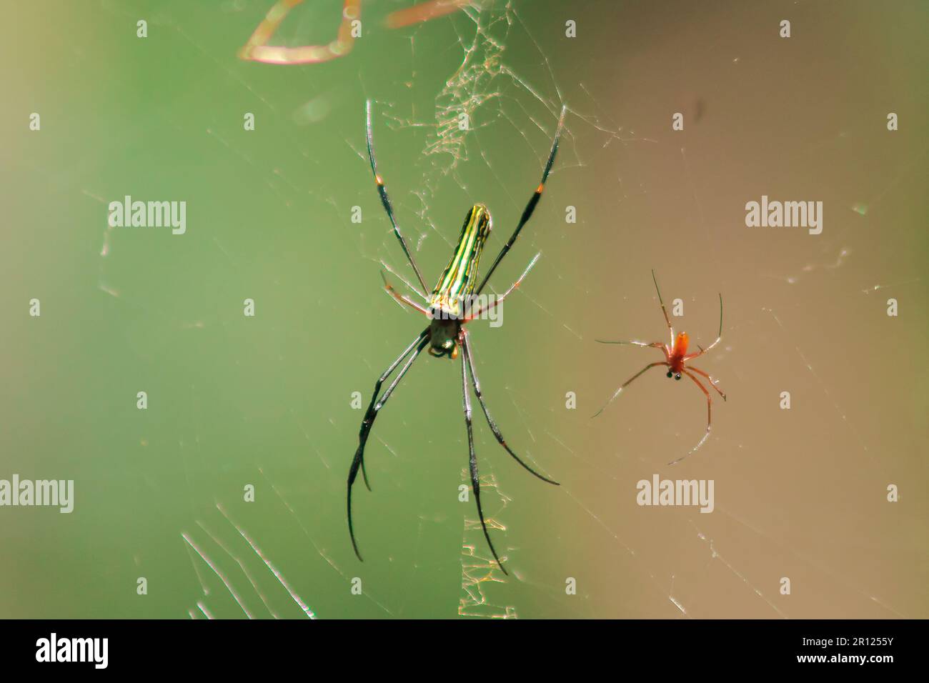 Nephila maculata spiders lie on the leaves to trap prey. (Golden Orb ...