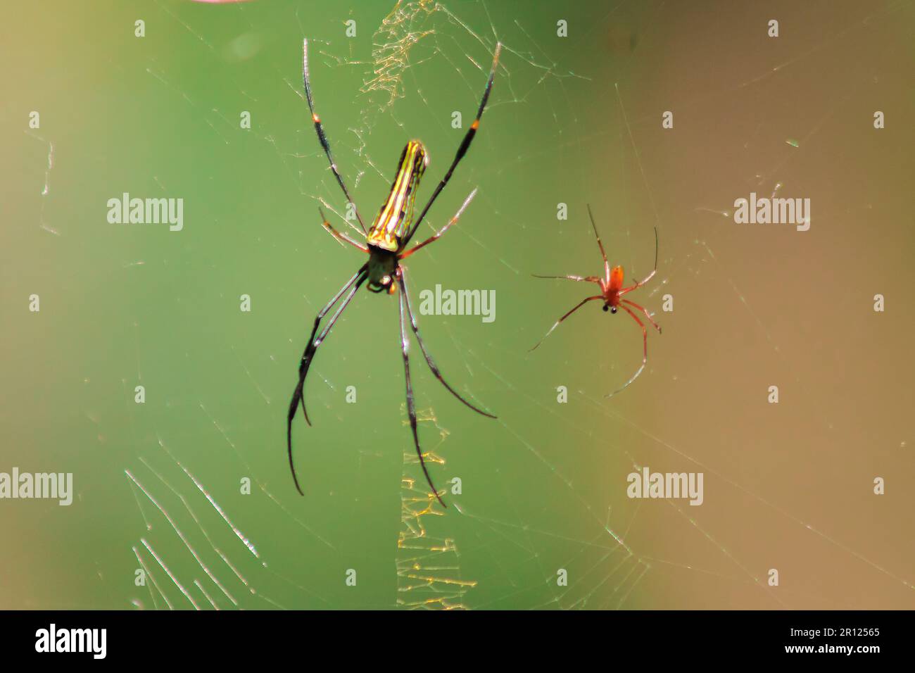 Nephila maculata spiders lie on the leaves to trap prey. (Golden Orb ...