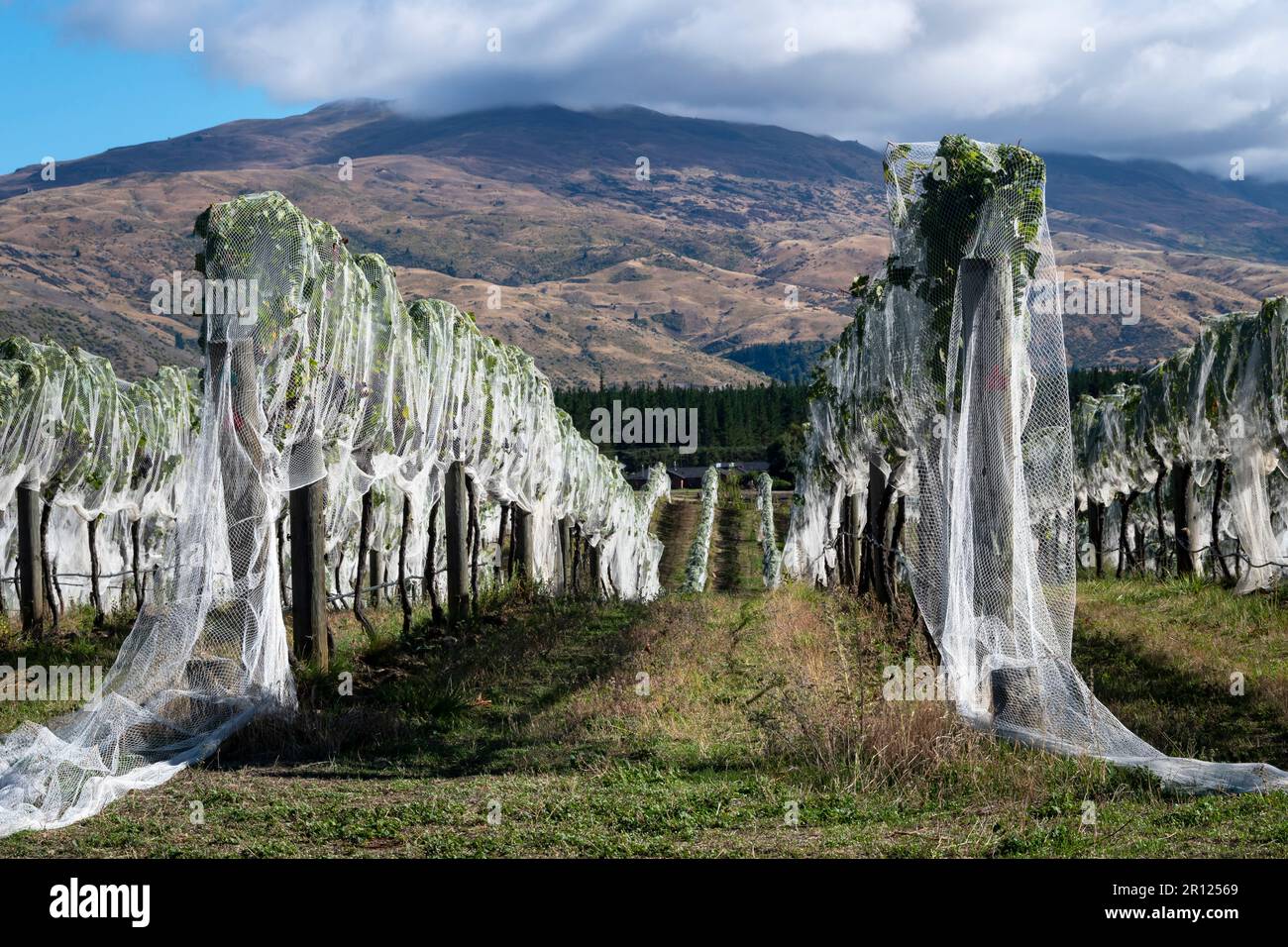 Grape vines, covered for protection from birds prior to harvest, in a ...