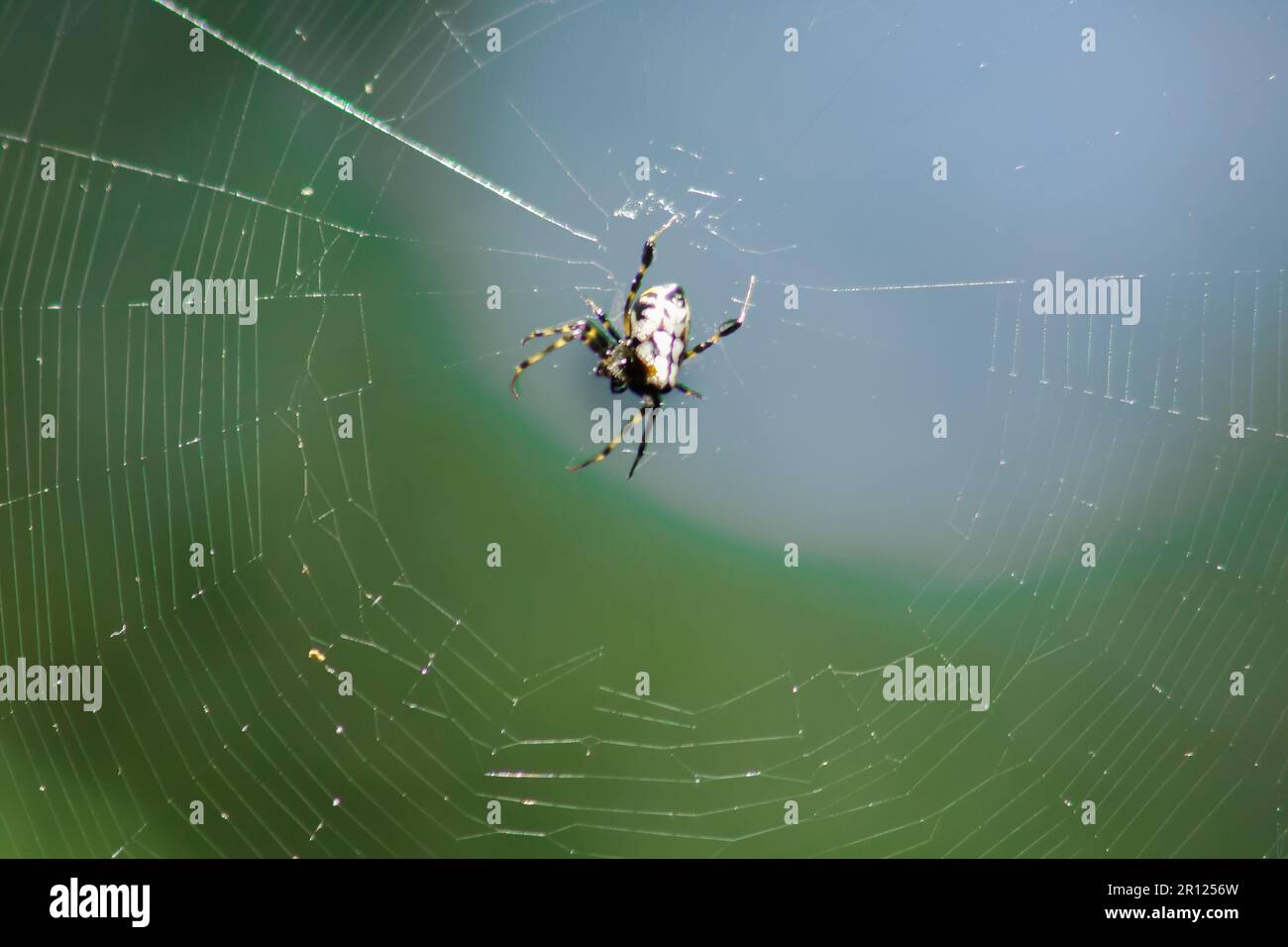 The spider is on the leaf to trap the prey. Spiders live in orchards ...
