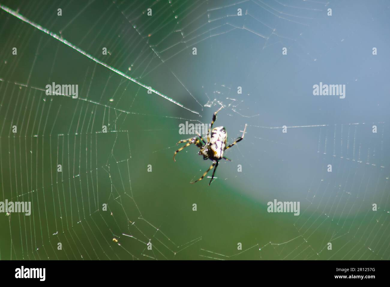 The spider is on the leaf to trap the prey. Spiders live in orchards ...