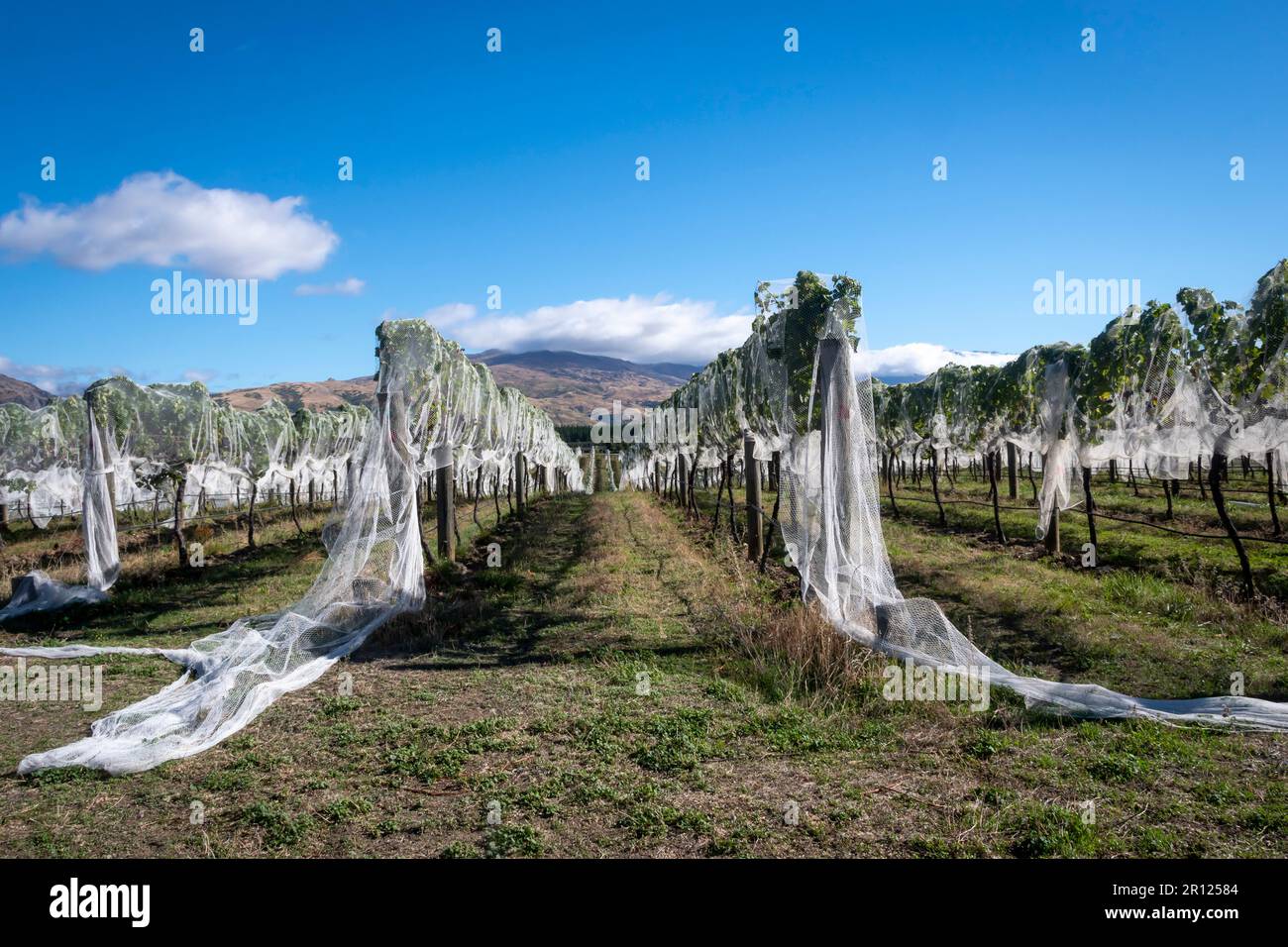 Grape vines, covered for protection from birds prior to harvest, in a ...