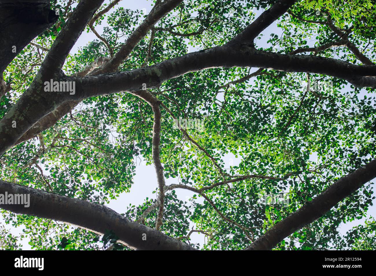 The leaves on the branches of the big trees in the forest Stock Photo ...