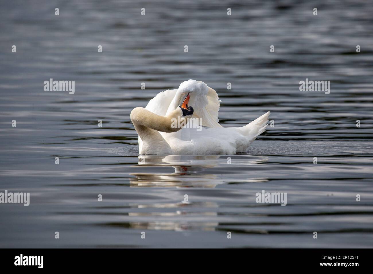 Preening neck hi-res stock photography and images - Alamy