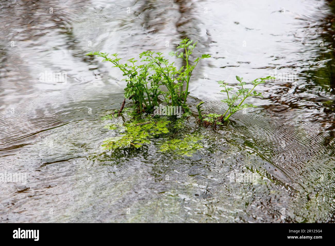 Spring ireland water hi-res stock photography and images - Alamy