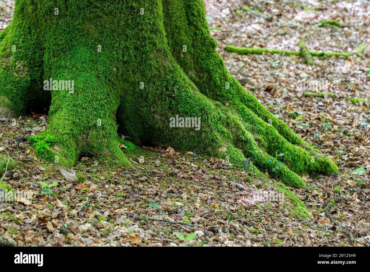 Roots of moss covered tree trunk in woodland Stock Photo - Alamy