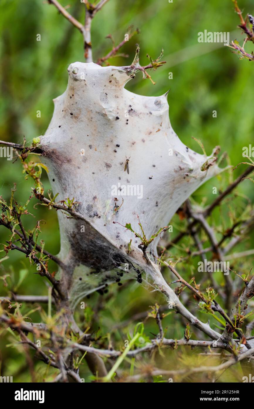 Cocoon of the processionary caterpillar Stock Photo - Alamy