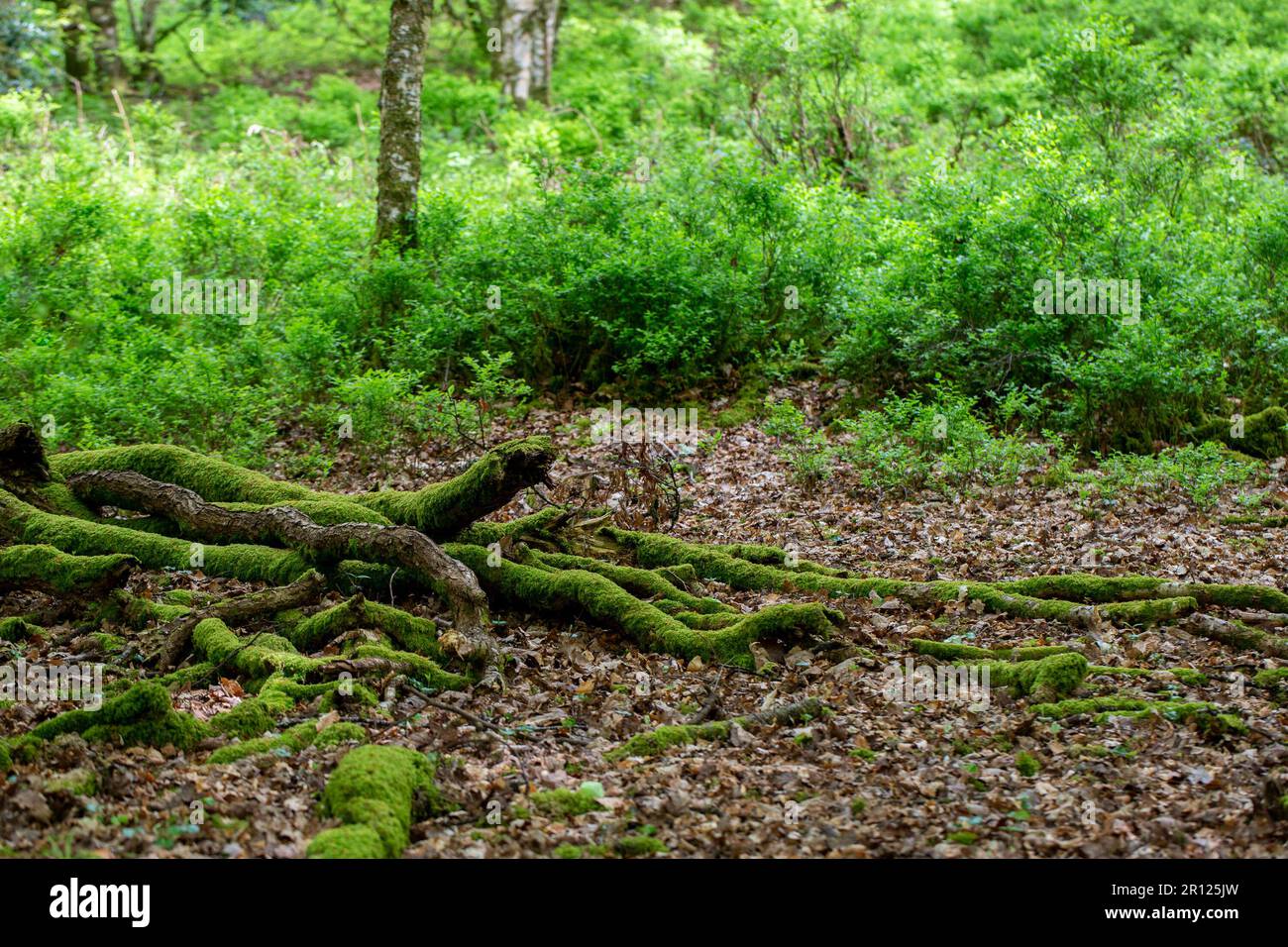Woodland floor moss covered hi-res stock photography and images - Alamy