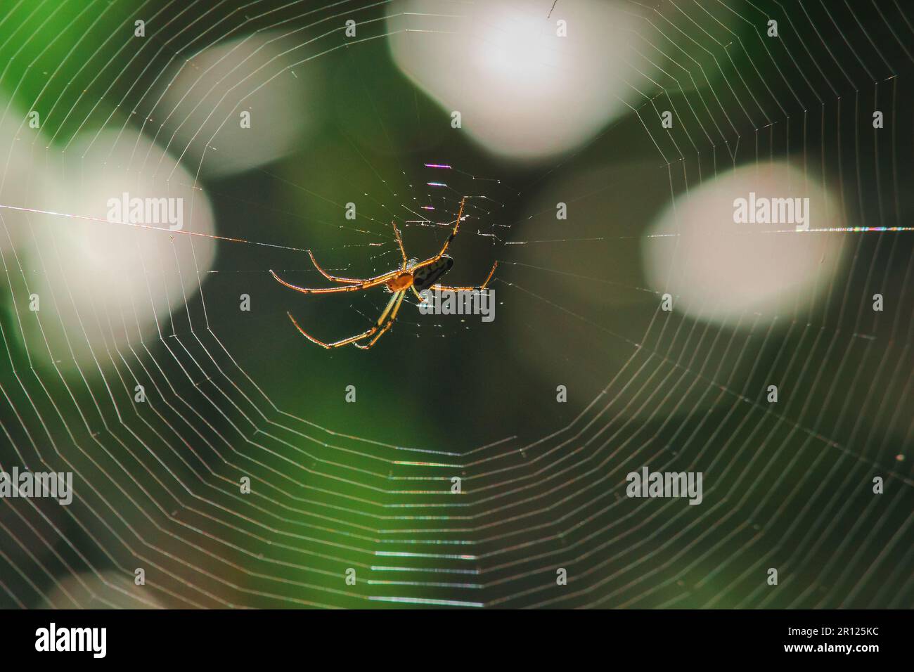 Orb-weaver spiders in nature are building webs. The circular web spider ...