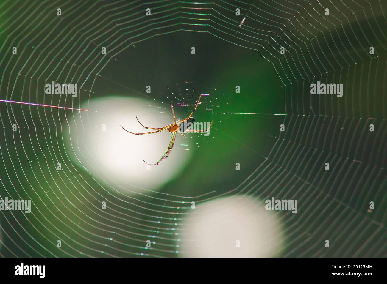 Orb-weaver spiders in nature are building webs. The circular web spider ...