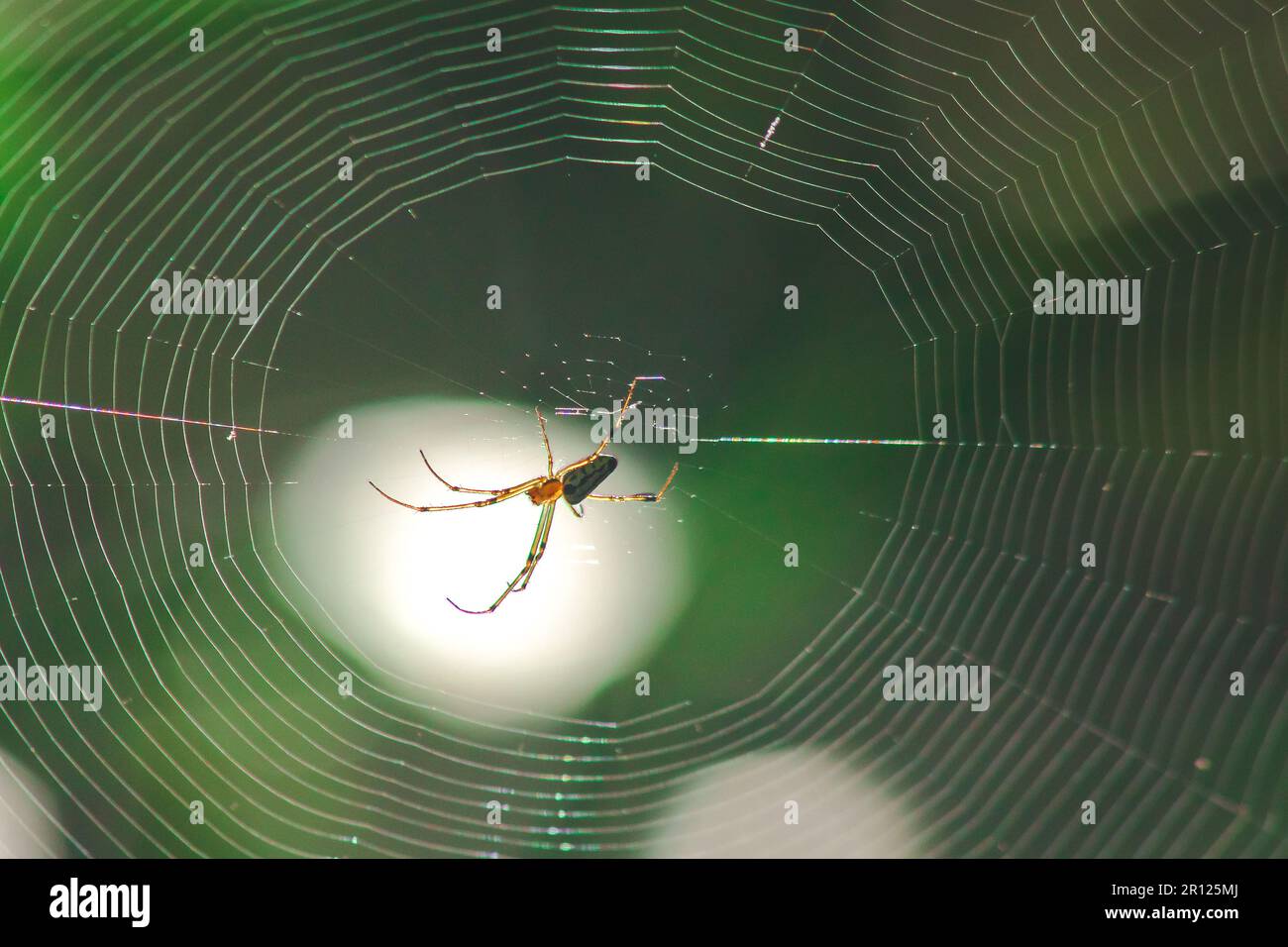 Spider webs social hi-res stock photography and images - Alamy