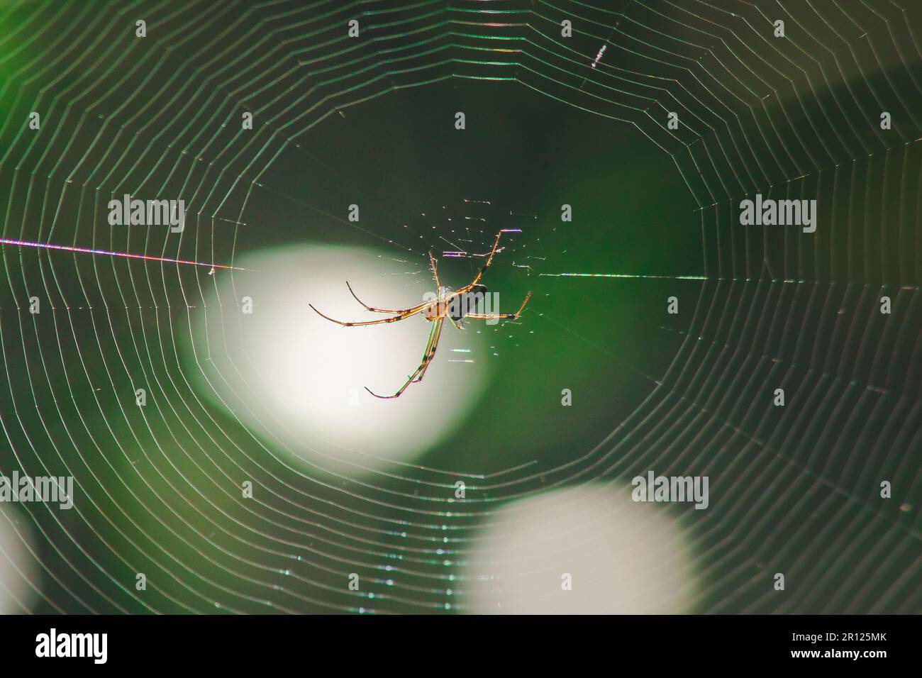 Orb-weaver spiders in nature are building webs. The circular web spider ...