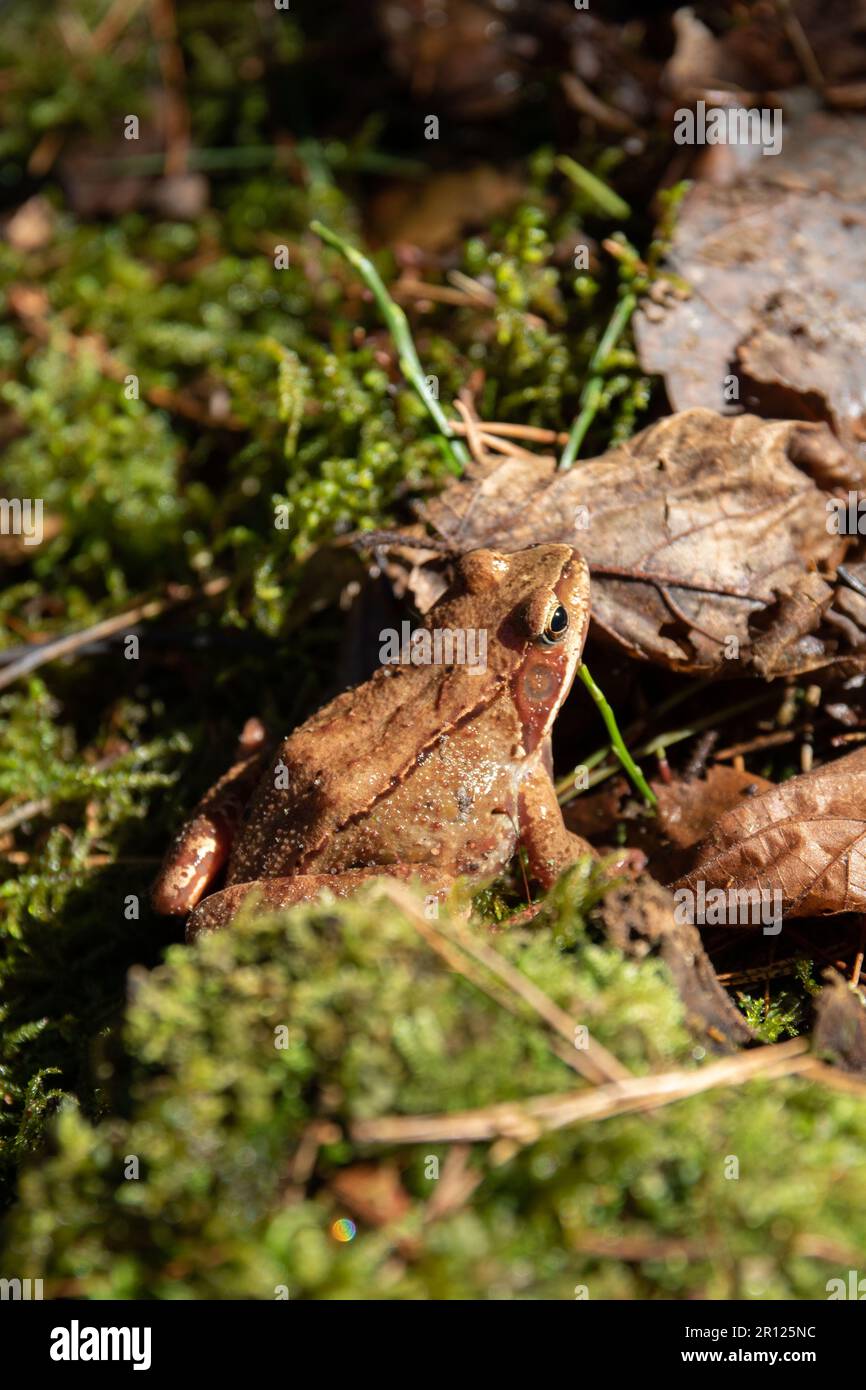photo small brown toad in the woods Stock Photo - Alamy