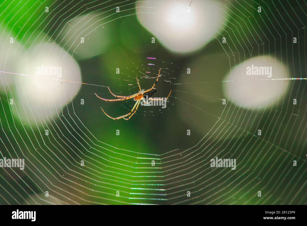 Orb-weaver spiders in nature are building webs. The circular web spider ...