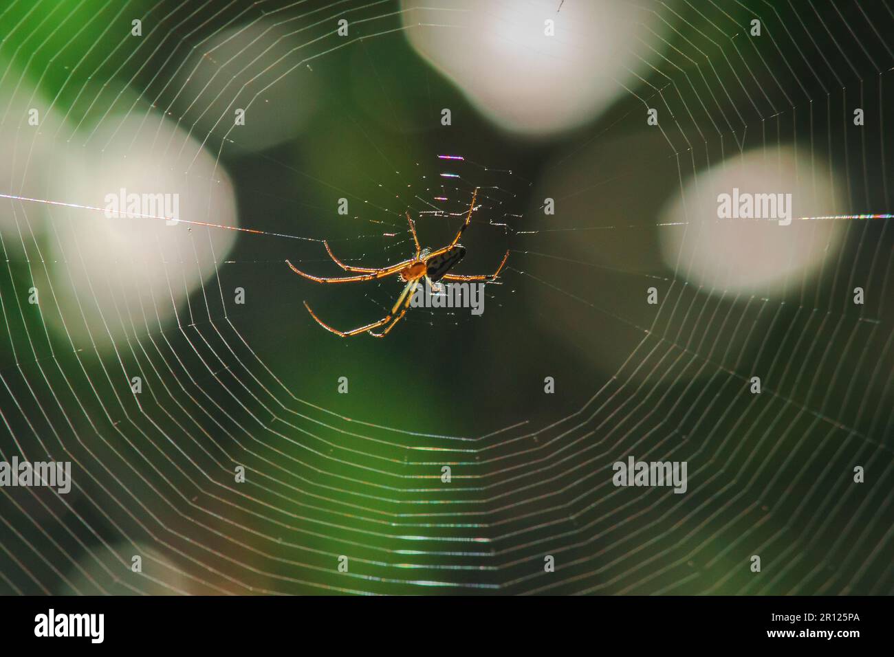 Spiders in nature hi-res stock photography and images - Alamy