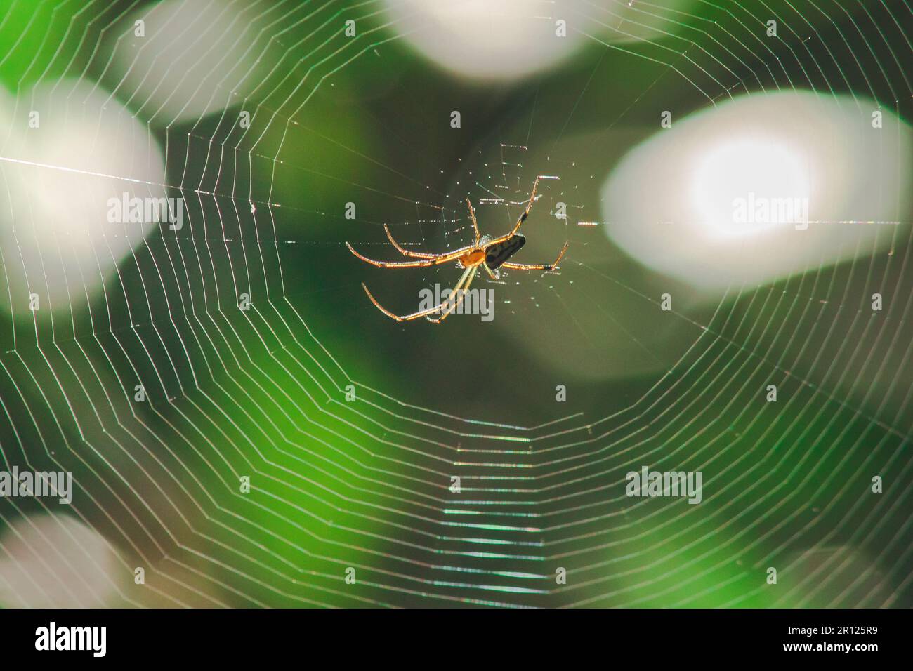 Orb-weaver spiders in nature are building webs. The circular web spider ...