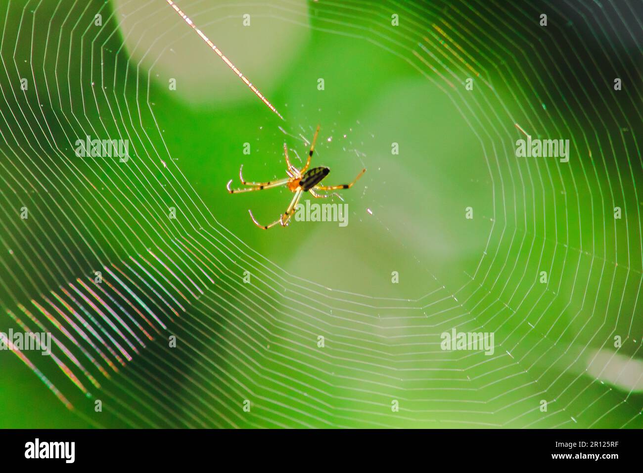 Wildlife issues japan hi-res stock photography and images - Alamy