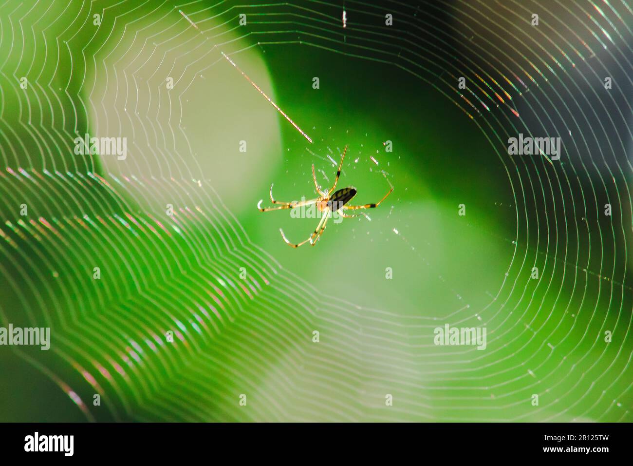 Orb-weaver spiders in nature are building webs. The circular web spider ...