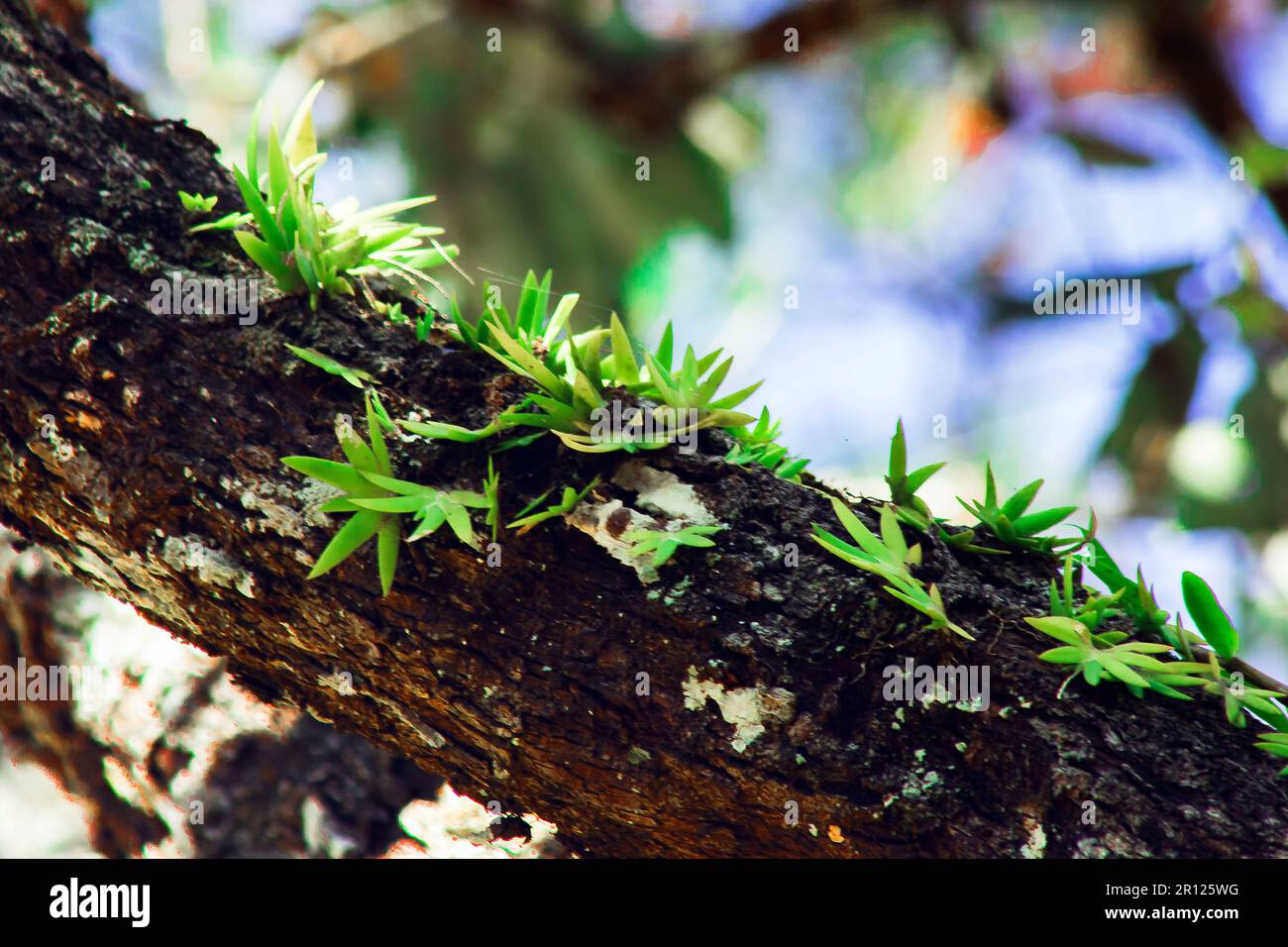 Orchids growing on trees hi-res stock photography and images - Alamy
