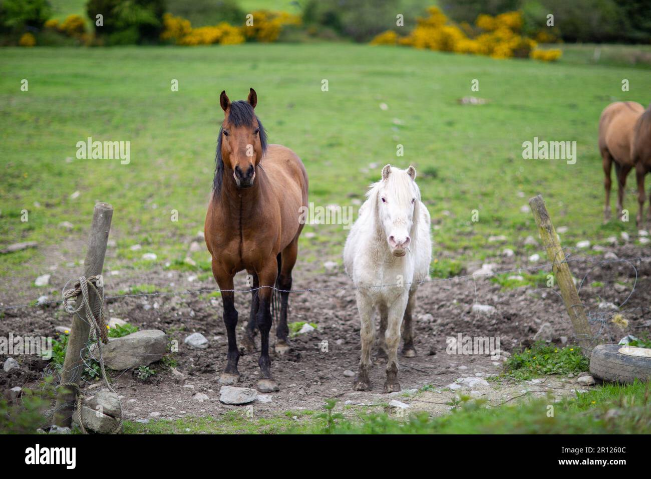 Three horses in a field standing by fence Stock Photo - Alamy