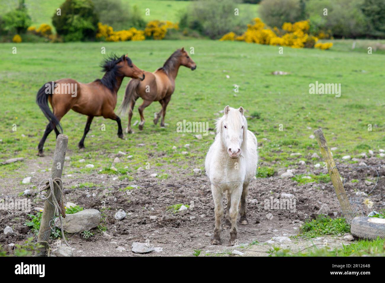 Three horses in a ranch hi-res stock photography and images - Alamy