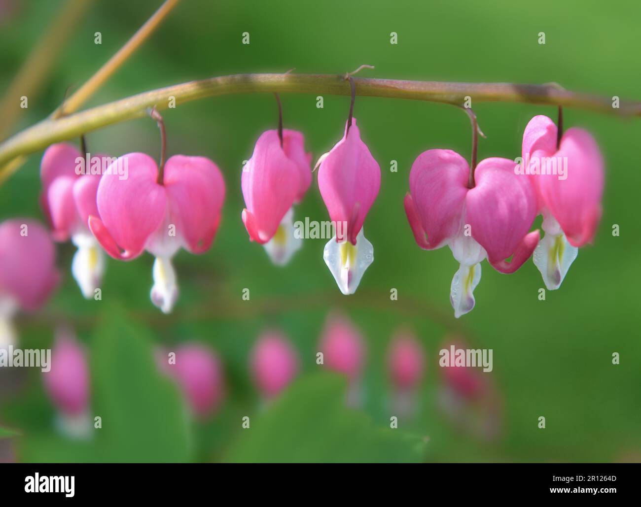 beautiful flowers of Dicentra spectabilis bleeding heart in hearts ...