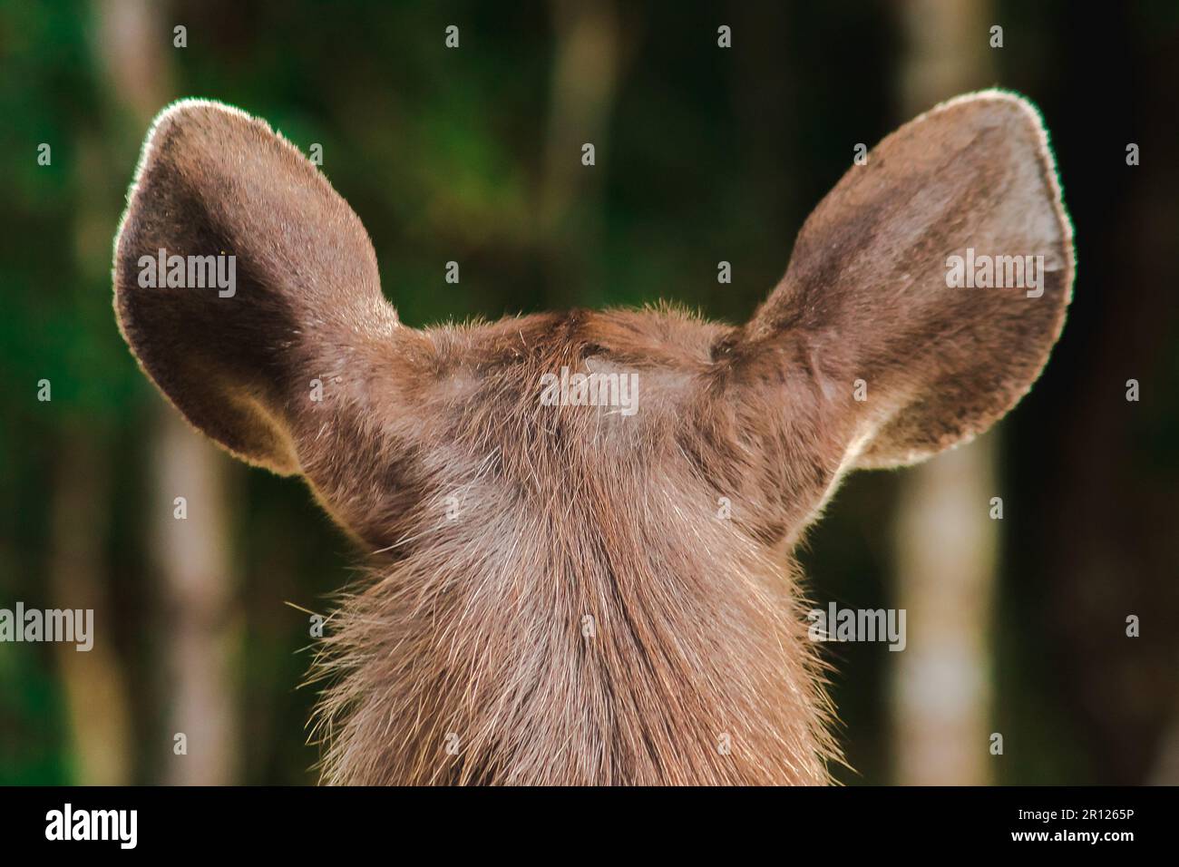 The ears of a fur deer are light brown. Deer fur is rough and stiff ...