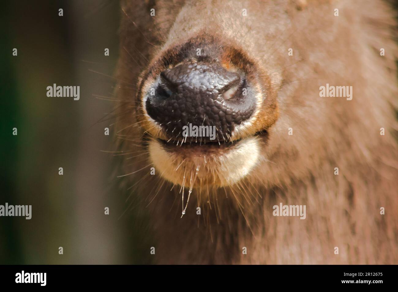 Reindeer mouth hi-res stock photography and images - Alamy