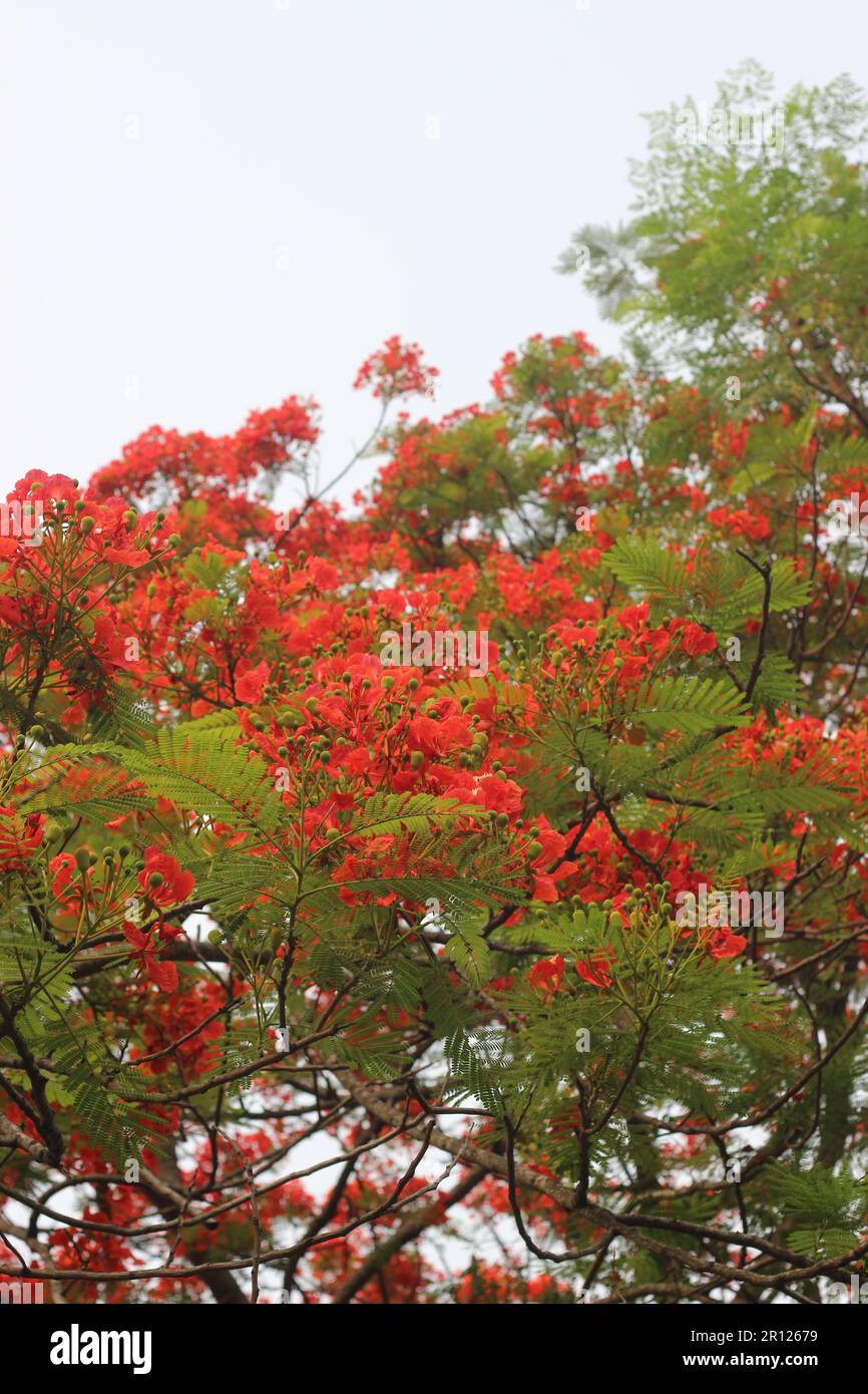 The world is so beautiful because of the presence of black cherry ...