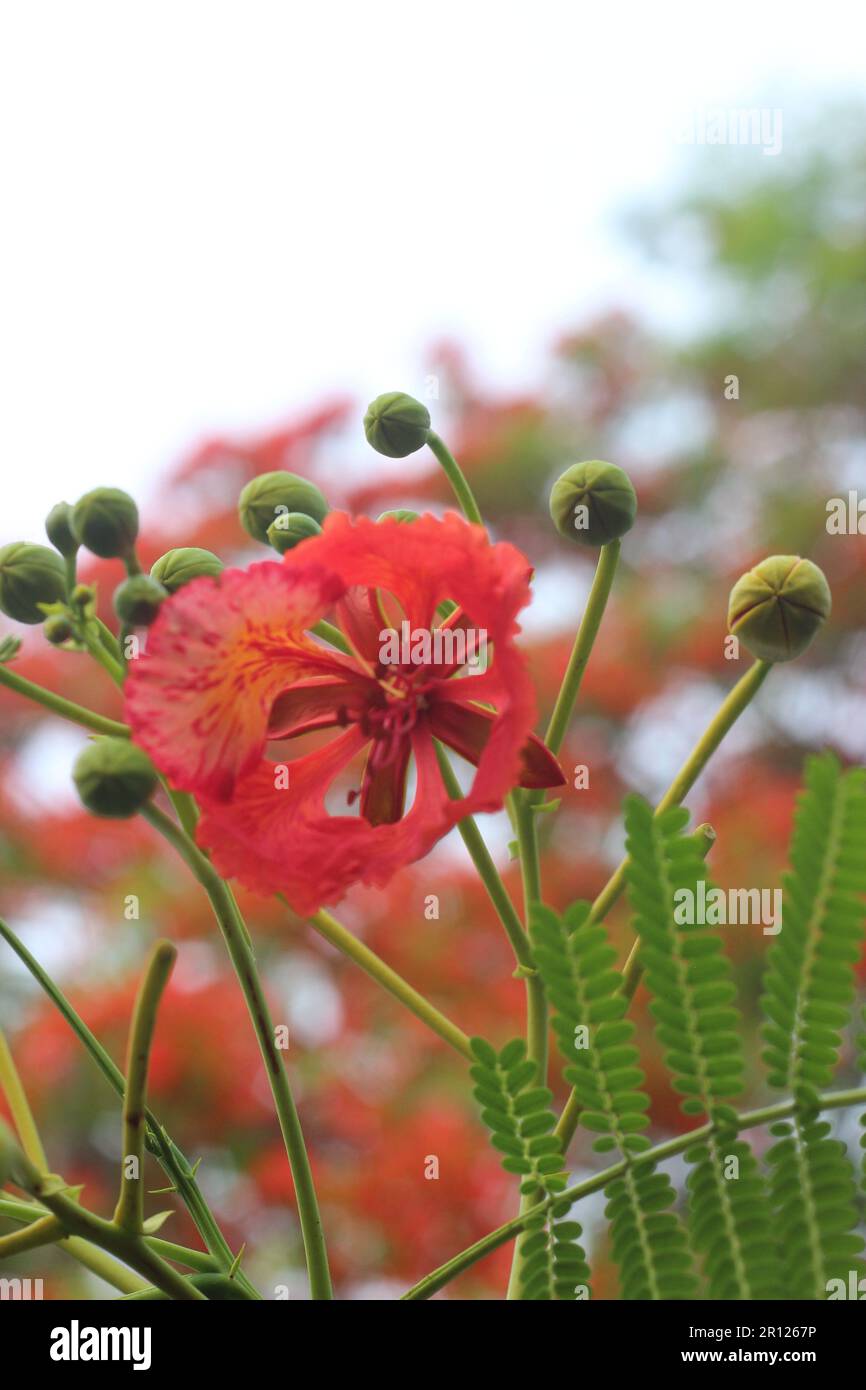 The world is so beautiful because of the presence of black cherry ...