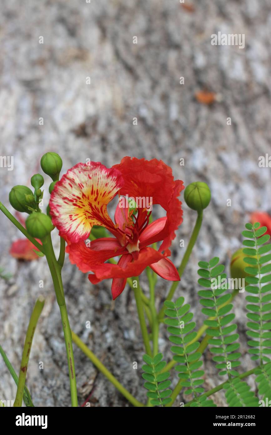 The world is so beautiful because of the presence of black cherry ...