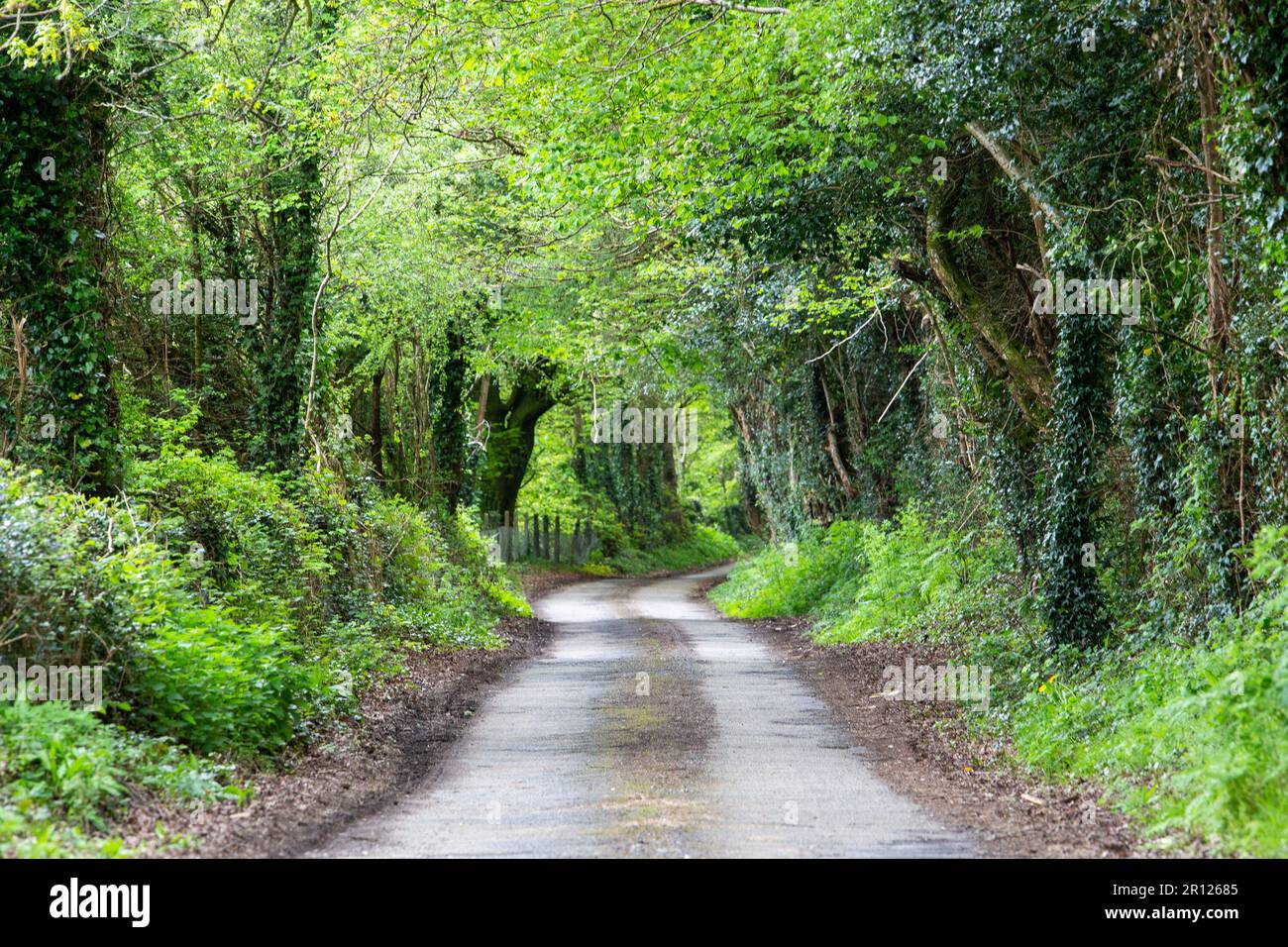 Rural road in the Irish countryside with tree canopy Stock Photo - Alamy