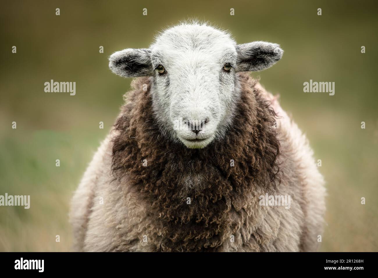 Close up of a Herdwick sheep with facing camera stood on open Cumbrian ...