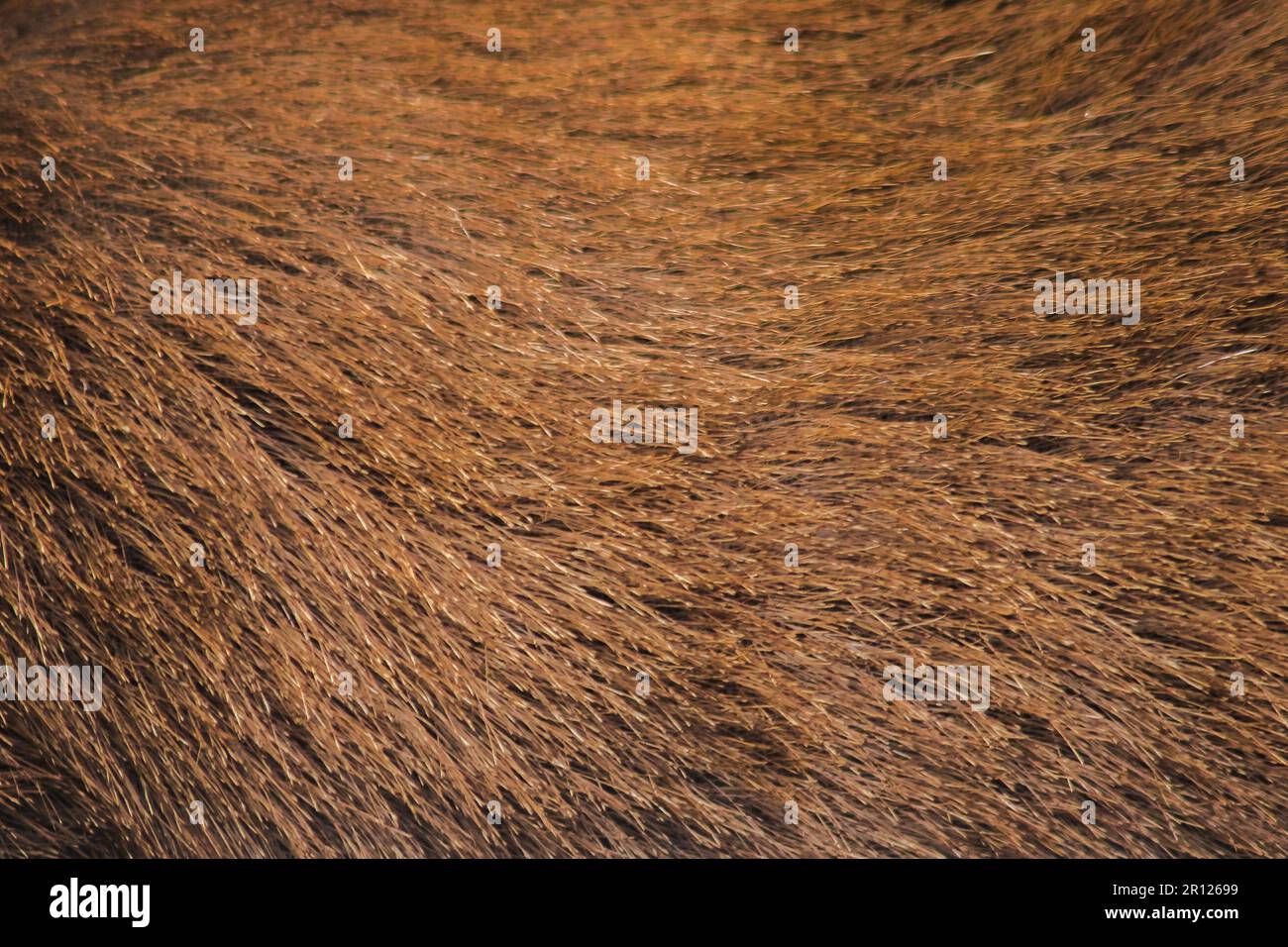 The fur of wild deer is rough and stiff. The fur is gray, fawn, light ...