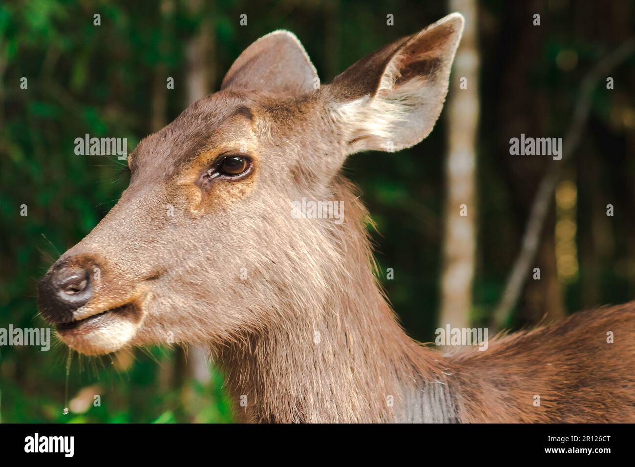 A female wild deer looking , The wild deer is furry, rough, hard, brown ...