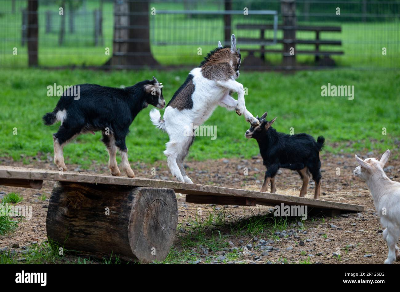 Trier, Germany. 11th May, 2023. Young goats playing on a seesaw in the ...