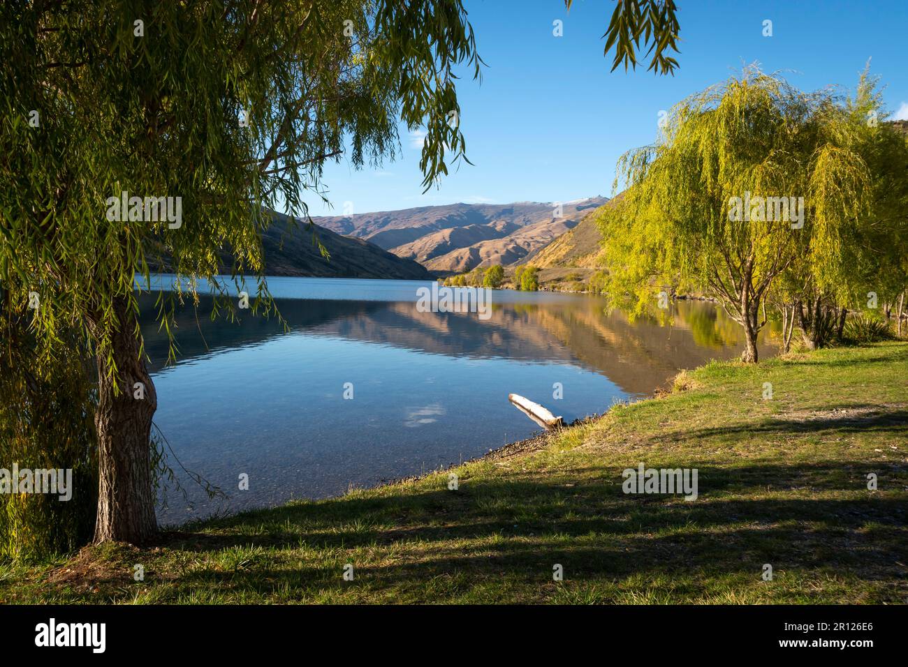 Willow trees beside Lake Dunstan, Clyde, Central Otago, South Island ...
