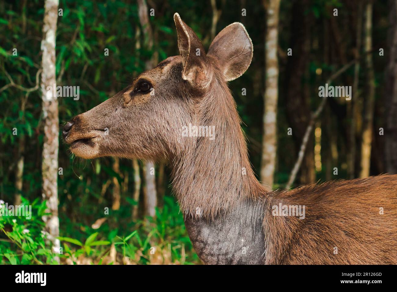 Elegant deer brown color hi-res stock photography and images - Alamy