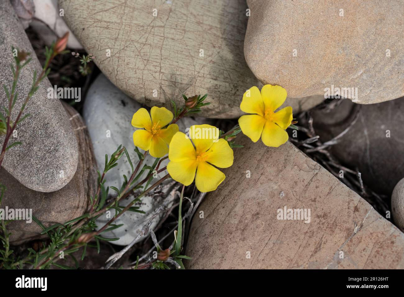 Bush among stones hi-res stock photography and images - Alamy