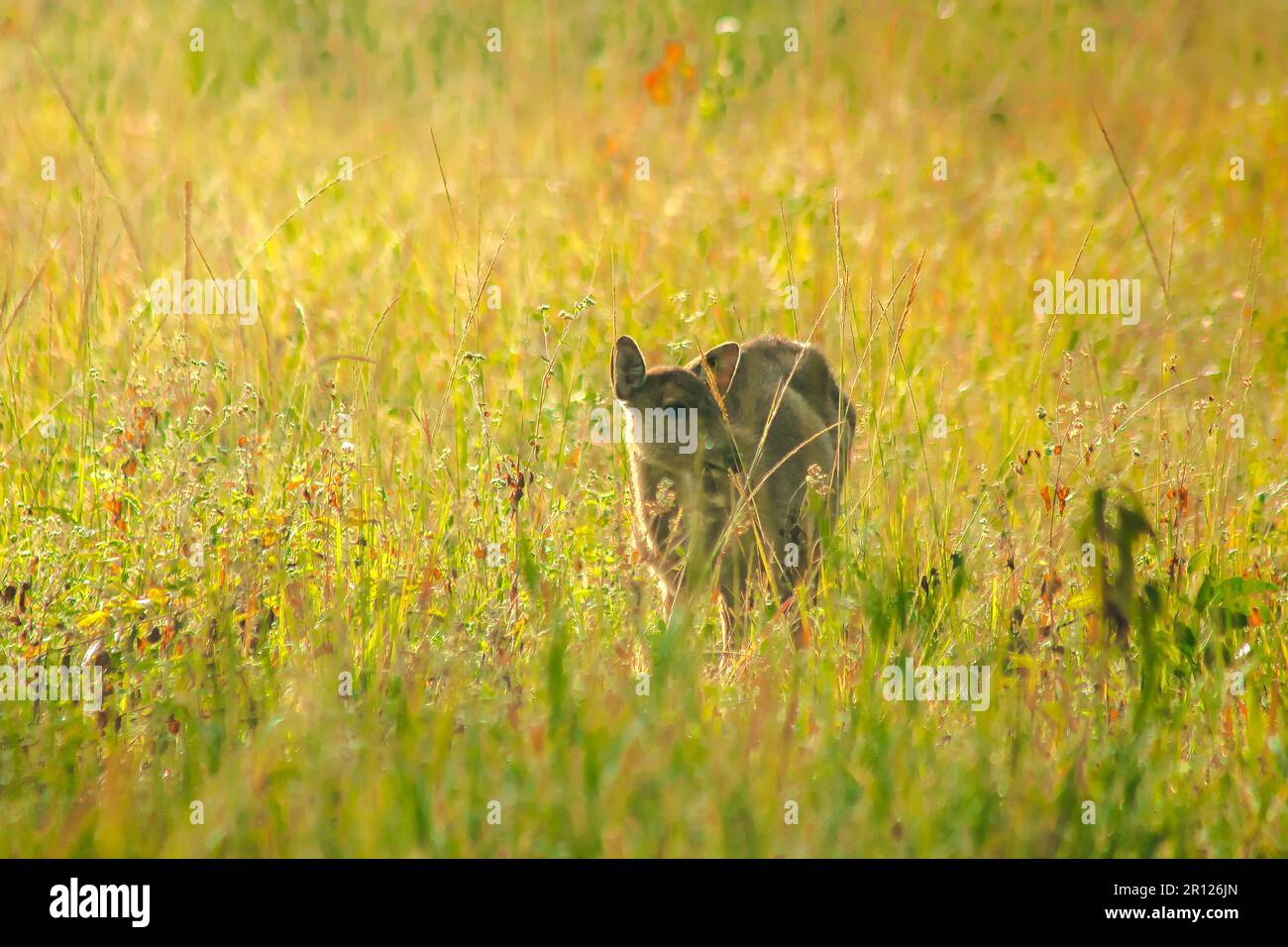 Hog Deer foraging in herds in the pasture, The Hog Deer is a medium ...