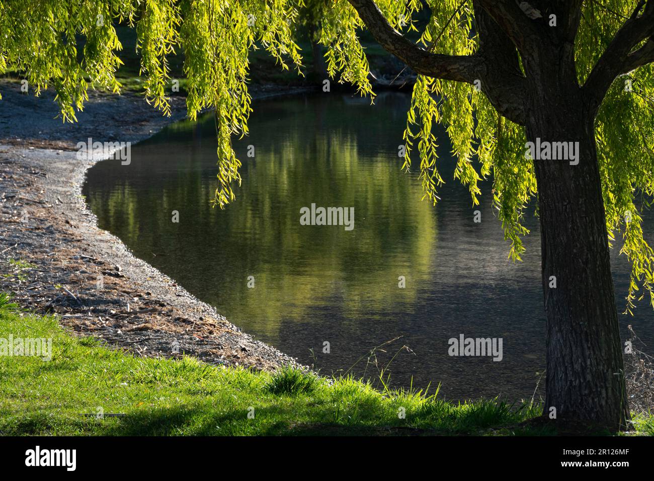 Willow trees beside Lake Dunstan, Clyde, Central Otago, South Island ...
