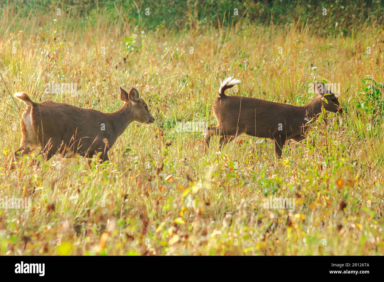Hog Deer foraging in herds in the pasture, The Hog Deer is a medium ...