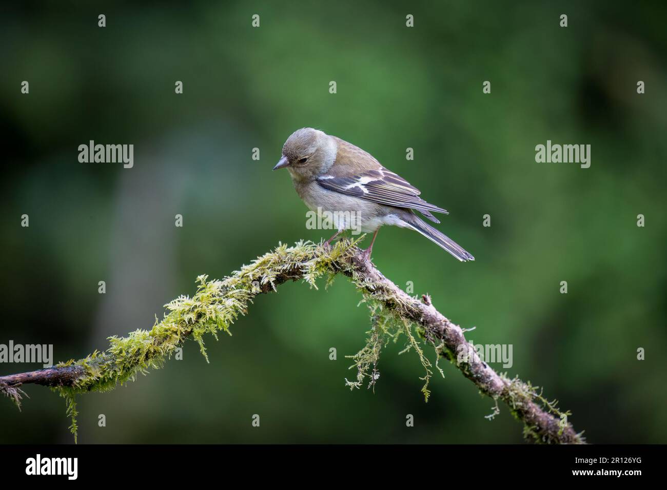 House sparrow on moss covered stick, isolated, green background Stock ...