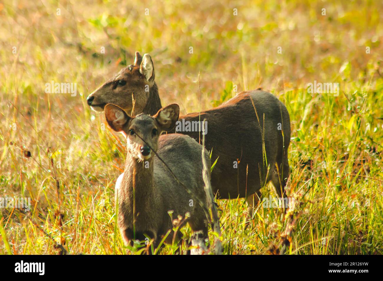 Hog Deer foraging in herds in the pasture, The Hog Deer is a medium ...