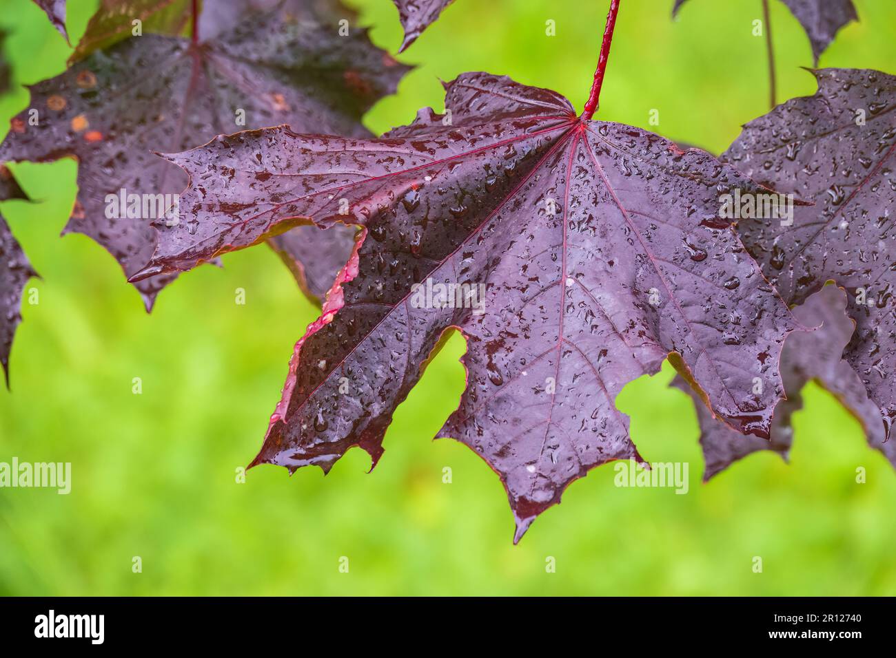 Acer platanoides, the Norway maple, fresh wet maple leaves with rain ...