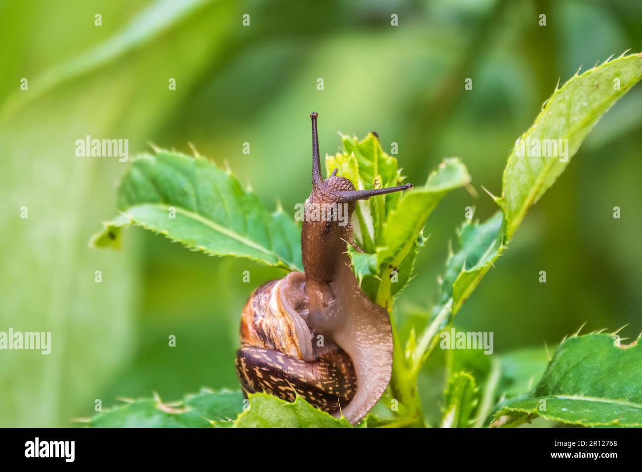 Copse snail gliding on the plant in the garden. Macro, close-up. Copse ...